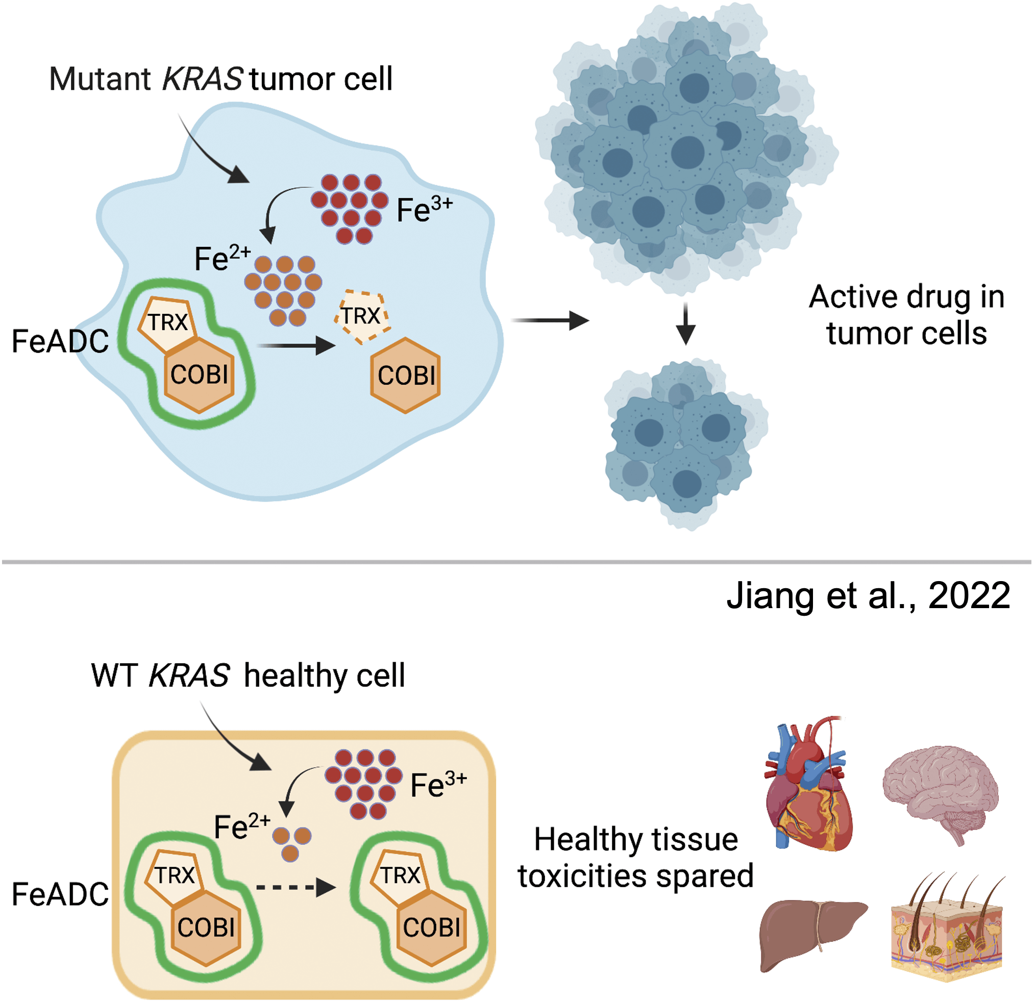 Tumor Cells' 'Ferroaddiction' Can Be Their Achilles Heel | THEBioTek